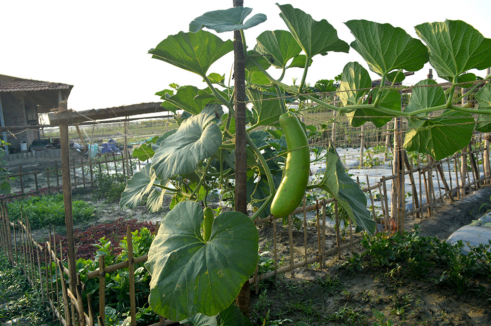 HariMitti Hariyali | Rent a farmland | Grow your own vegetables - Kolkata